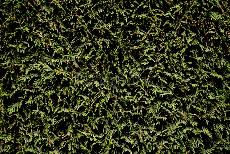 Thuja-Hedge, close-up stock image. Image of arborvitae - 50489845