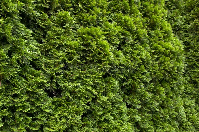 Thuja hedge stock photo. Image of thuja, american, fence - 44921724