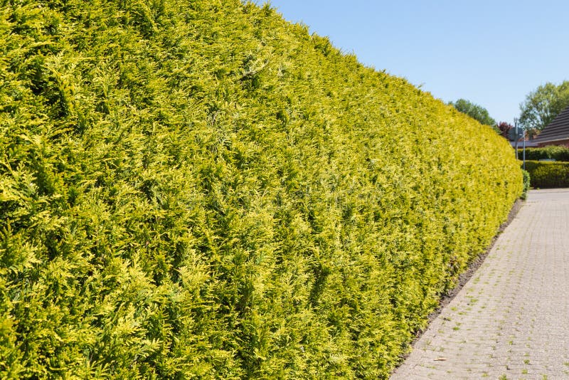 Thuja hedge stock image. Image of green, hedge, paved - 95370615