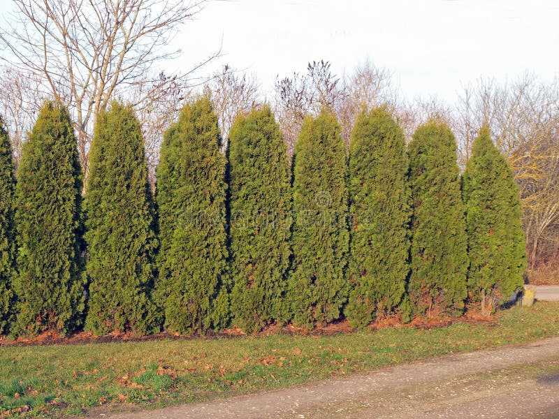Thuja hedge stock image. Image of thuja, hedge, trees - 168400631