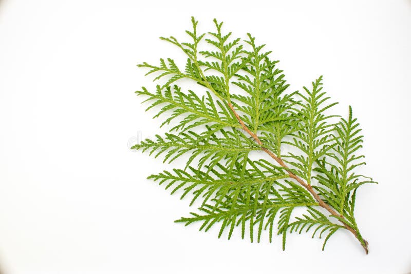 Thuja Leaf on White Background Stock Image - Image of column, evergreen ...