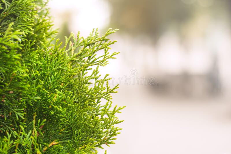 Thuja Mocap Light Background Stock Image - Image of forest, light ...