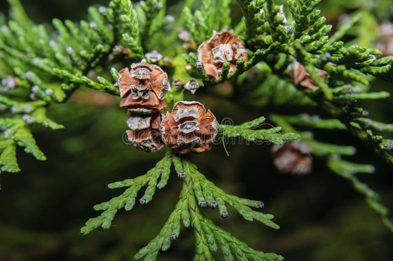 Thuja stock image. Image of morni, village, garden, zima - 47653689