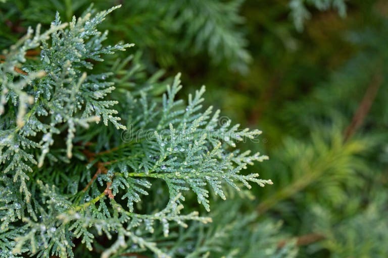 Thuja Occidentalis Close-up. Green Thuja Tree Branches, Background ...