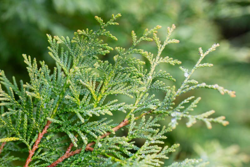 Thuja Occidentalis Close-up. Green Thuja Tree Branches, Background ...
