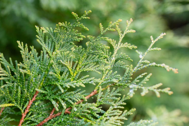 Thuja Occidentalis Close-up. Green Thuja Tree Branches, Background ...