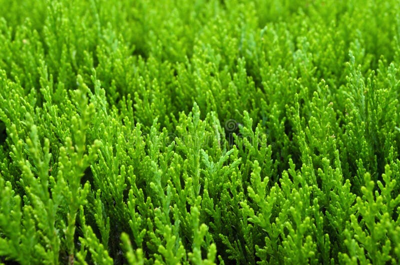Thuja occidentalis stock photo. Image of plant, coniferous - 40325318