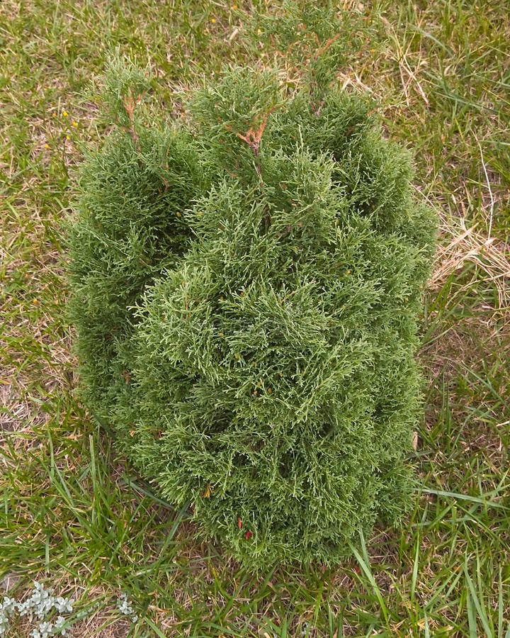 Thuja Occidentalis Danica Plante Extérieure Petit Arbuste Photo stock ...