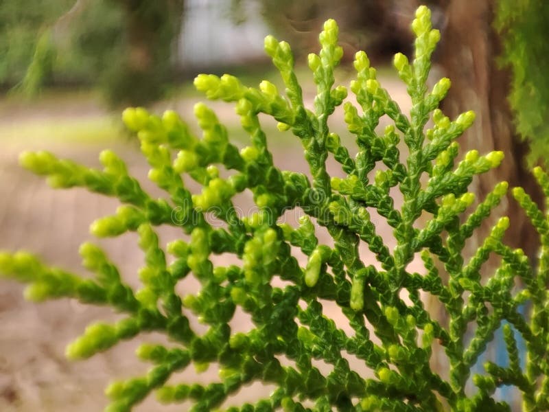 Close Up View of Green Thuja Occidentalis Leaf, Evergreen Coniferous ...
