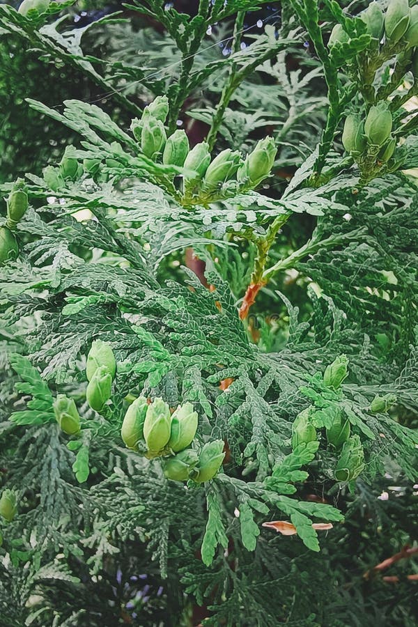 Thuja Occidentalis (white-cedar or Arborvitae) with Aromatic Cones ...
