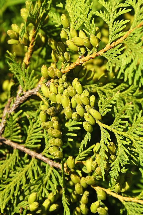 Thuja Occidentalis (white-cedar or Arborvitae Stock Image - Image of ...