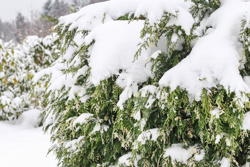 Thuja Occidentalis White Cedar Branch Under the Snow Stock Photo ...