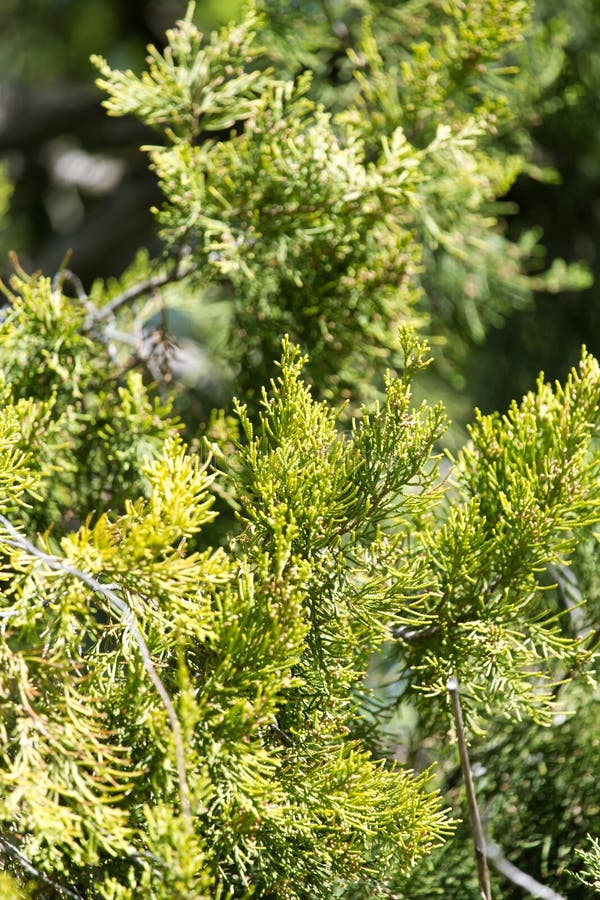 Thuja Orientalis Pine Tree . Stock Photo - Image of grass, frame: 100549516