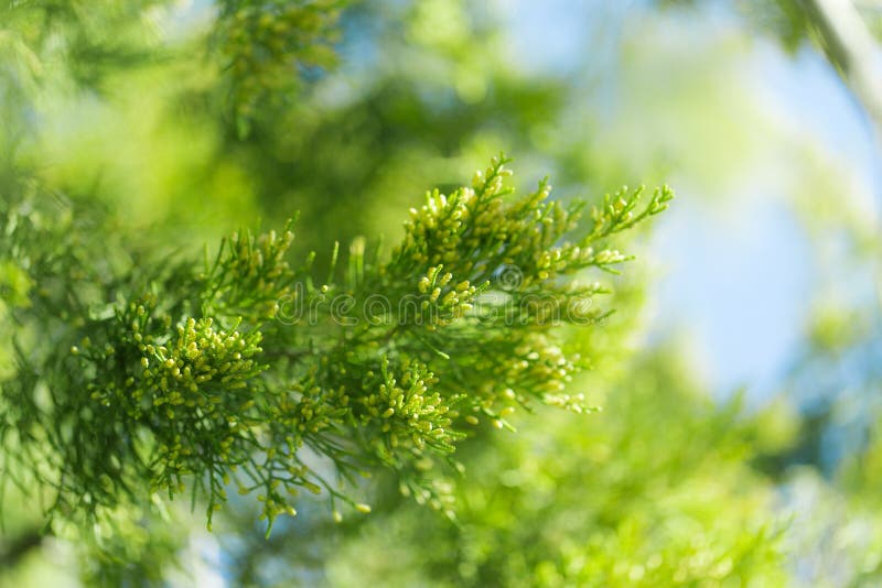 Thuja orientalis Pine Tree stock image. Image of outdoors - 100598239