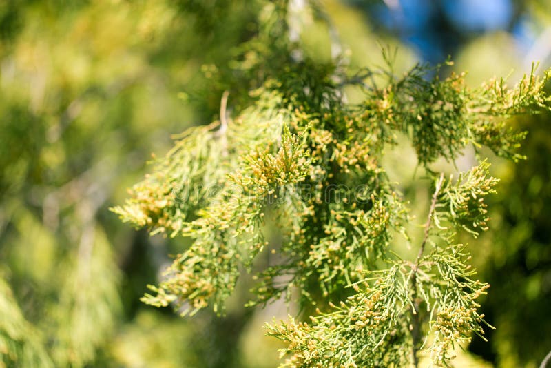 Thuja orientalis Pine Tree stock image. Image of ornamental - 101625981