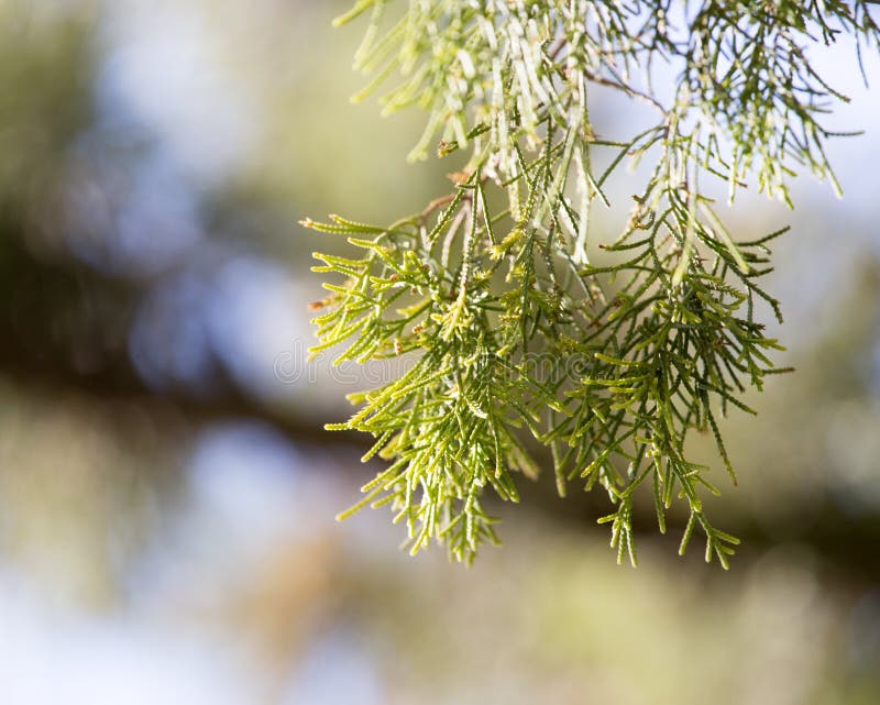Thuja orientalis Pine Tree stock photo. Image of frame - 103344978