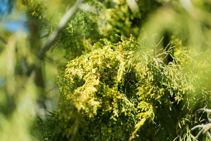 Thuja orientalis Pine Tree stock photo. Image of celebration - 109462518