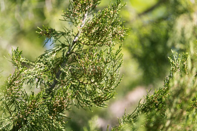 Thuja orientalis Pine Tree stock image. Image of green - 100411137