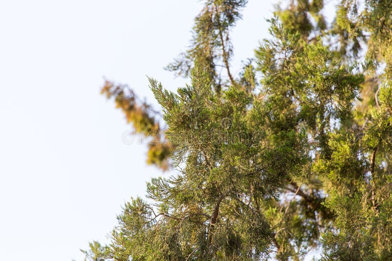 Thuja Orientalis Aurea Nana Plants Hedge in the Garden Stock Photo ...