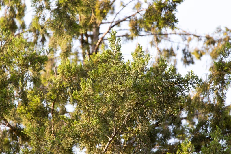 Thuja Orientalis Aurea Nana Plants Hedge in the Garden Stock Photo ...