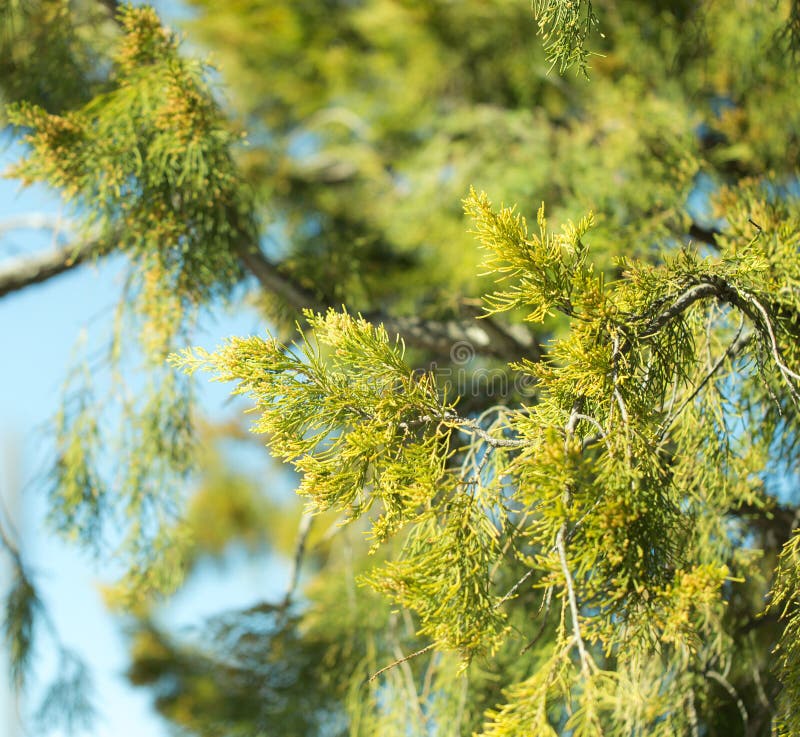 Thuja orientalis Pine Tree stock image. Image of garden - 102690409
