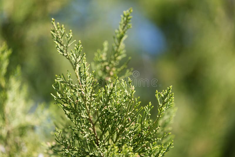 Thuja orientalis Pine Tree stock image. Image of land - 103344381