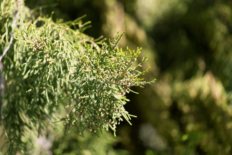 Thuja Orientalis Aurea Nana Plants Hedge in the Garden Stock Photo ...