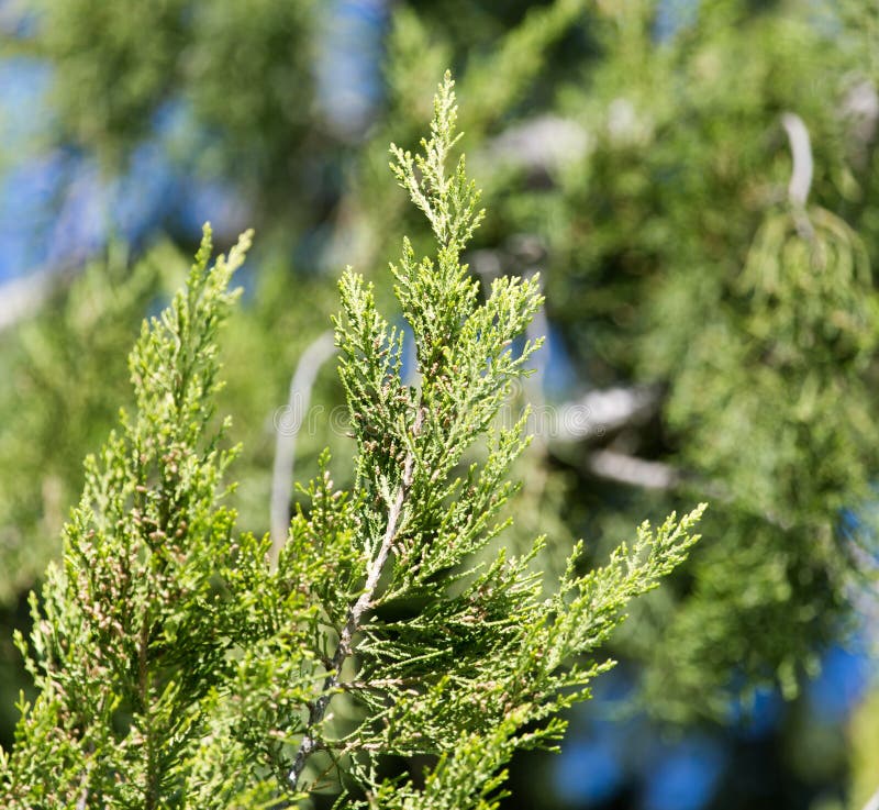 Thuja orientalis Pine Tree stock image. Image of spring - 109924545