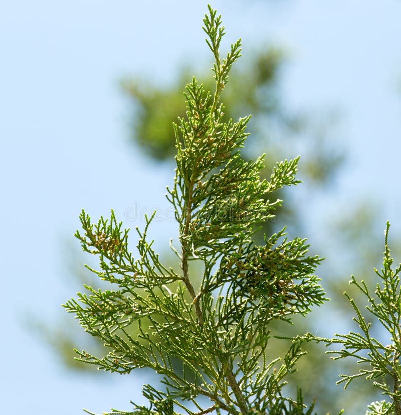 Thuja Outdoors stock image. Image of texture, pine, spring - 103650917