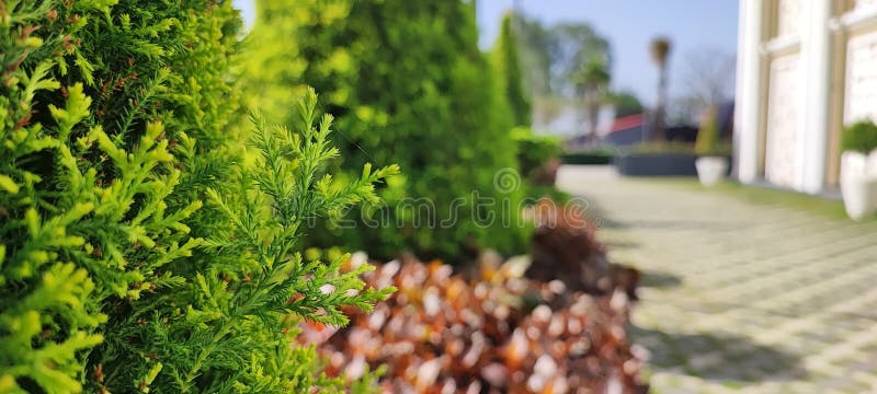 Thuja plant in focus stock image. Image of branch, nature - 276014181