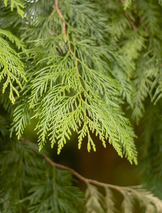 Thuja Plicata Also Known As Western Redcedar. Western Arborvitae Stock ...