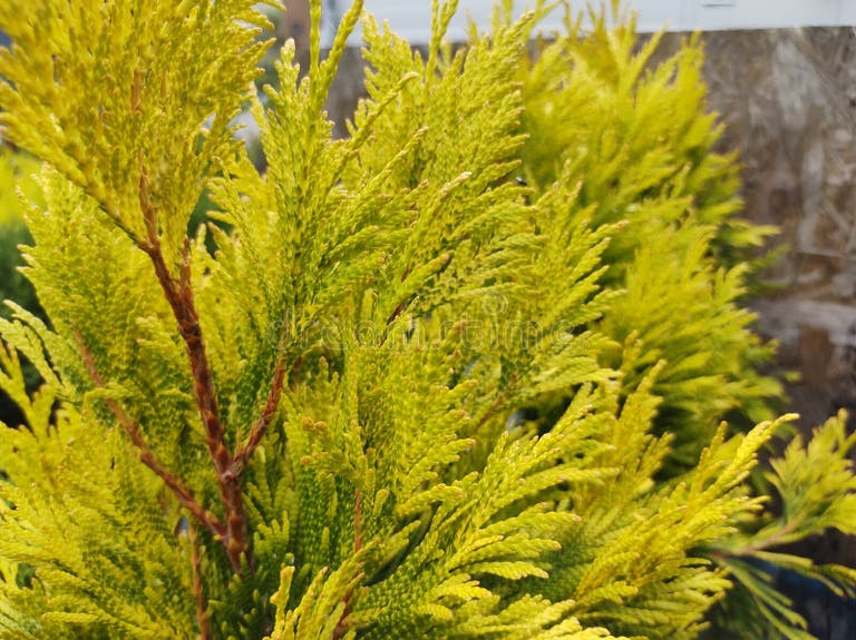 851 Goldy Fil Stock Photos - Free & Royalty-Free Stock Photos from ...