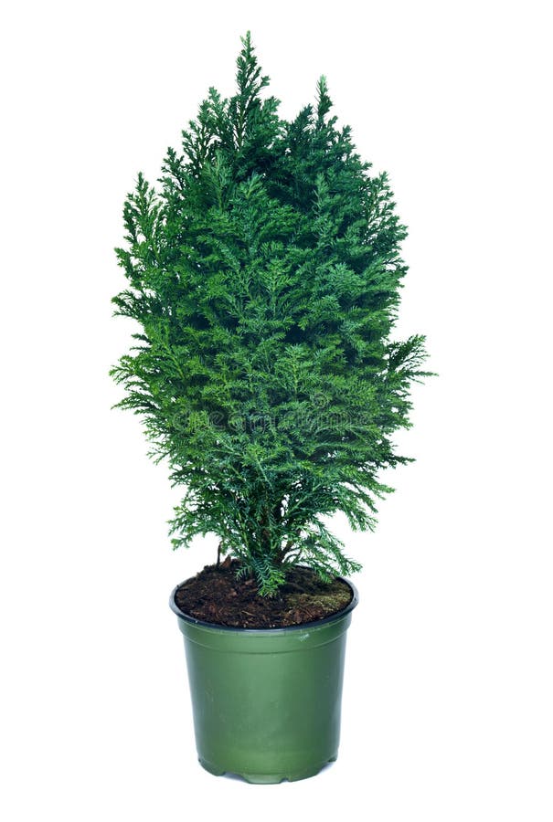 Thuja in a pot stock photo. Image of roots, horticulture - 11390752