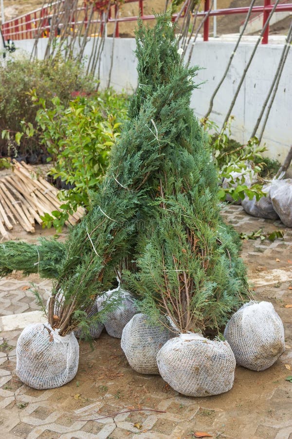 Thuja Root Balls Plants Ready for Planting Stock Image - Image of ...