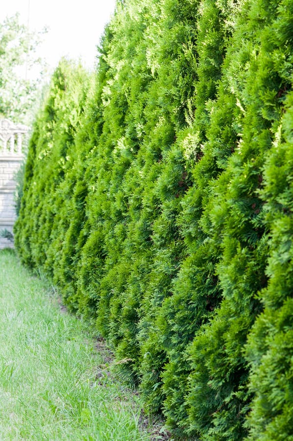 Thuja fence stock photo. Image of home, foliage, forest - 25824976