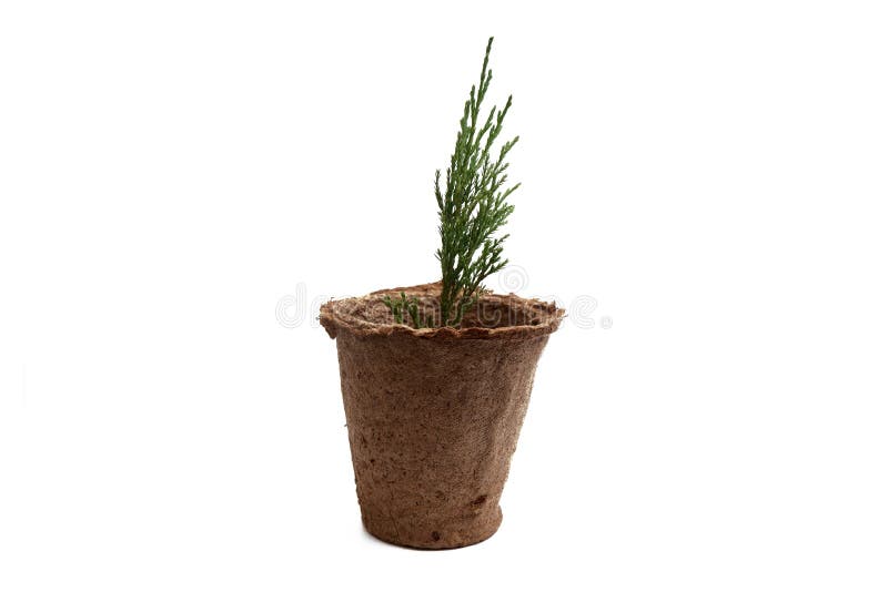 A Thuja Seedling is Planted in a Peat Pot for Seedlings Stock Image ...