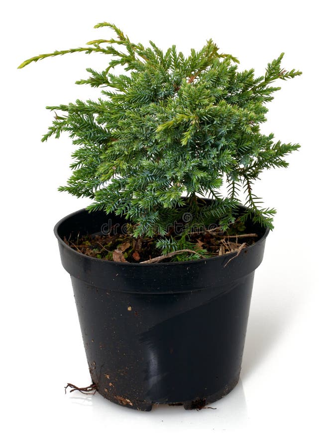 1,416 Thuja Pot Stock Photos - Free & Royalty-Free Stock Photos from ...