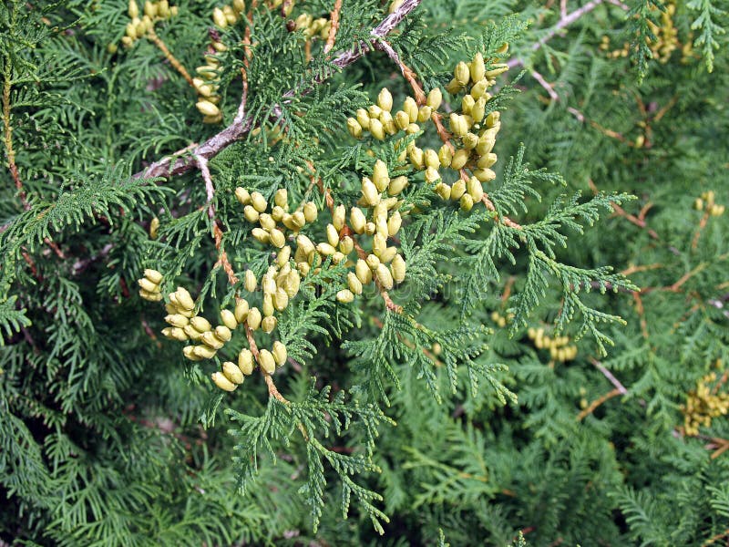 Thuja seeds 2 stock photo. Image of garden, bush, grow - 50342482