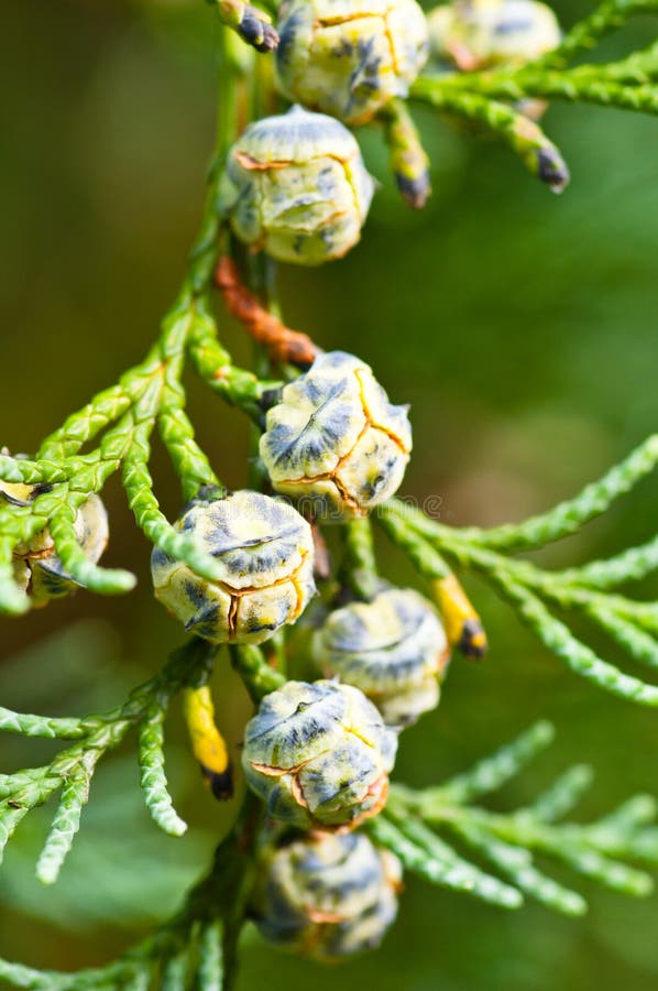 Seeds Picture. Image: 1892770