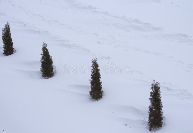 Thuja in the Snow, Top View of the Trees after a Blizzard Stock Image ...