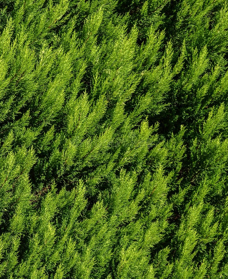 Thuja Texture. Green Thuja Tree Branches and Leaves As Natural ...