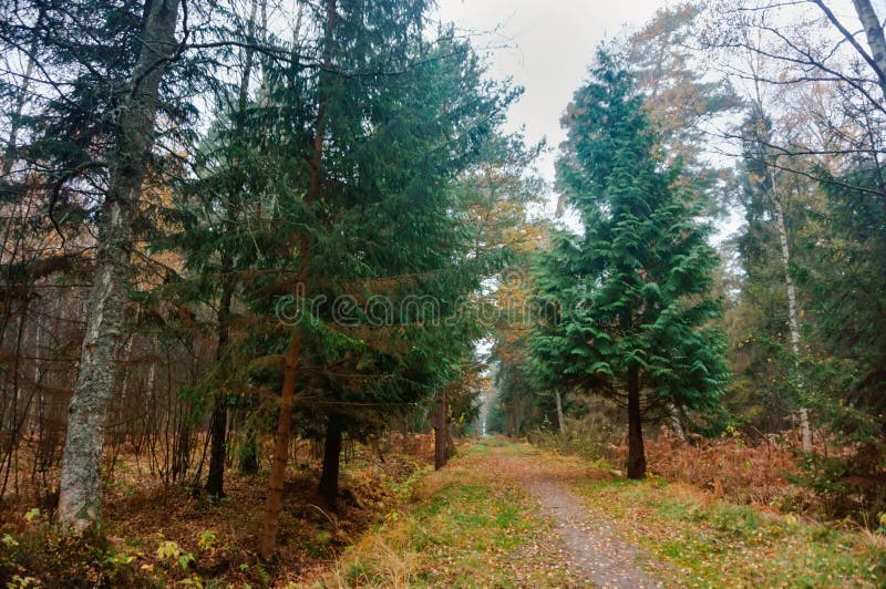 Thuja Tree in Autumn Forest, Autumn Wet Forest Stock Image - Image of ...