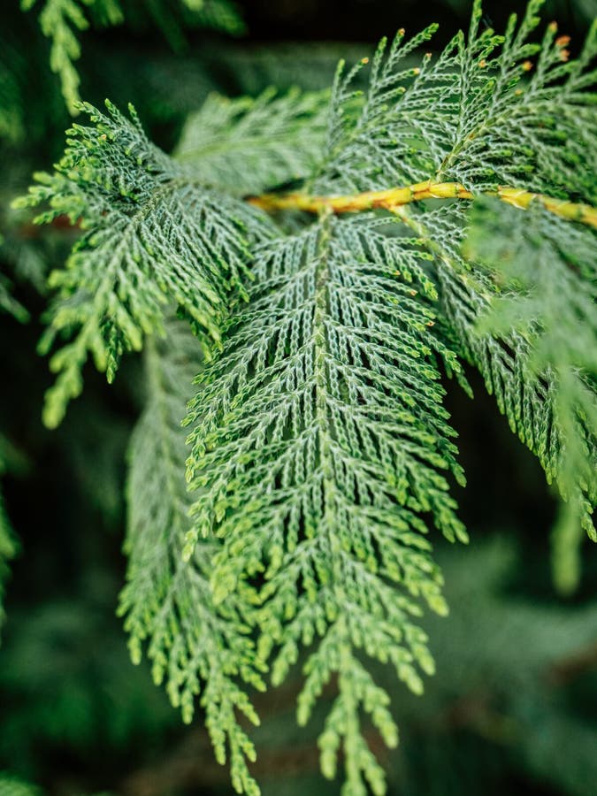 Thuja Tree Branch Forest Vibrant Stock Photo - Image of freshness ...