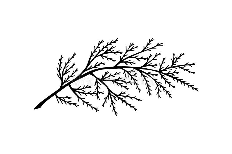 Thuja Tree Branch. on a White Background Isolate. Eps 10 Vector Stock ...