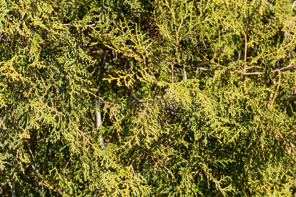 Thuja Tree Branches Close Up Stock Image - Image of cedar, cypress ...