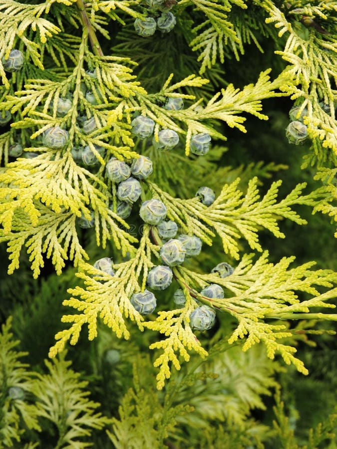 Thuja tree branches stock image. Image of greeting, floral - 57265145