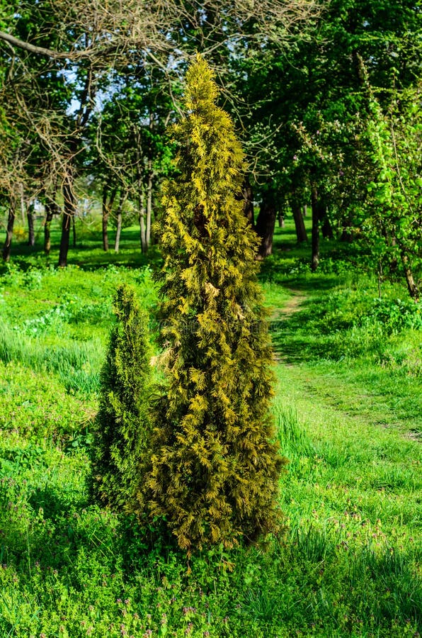 Thuja tree in a city park stock image. Image of bush - 253720951
