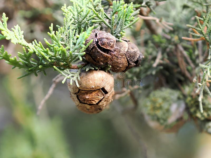 Thuja tree cones stock photo. Image of thuja, beautiful - 259331384