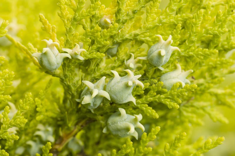 Thuja tree cones stock photo. Image of plant, bush, green - 30894000