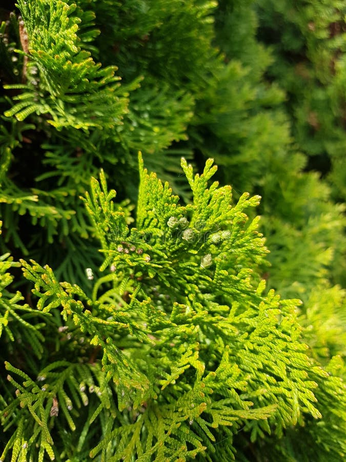 Thuja tree green wall stock image. Image of park, tree - 145878461